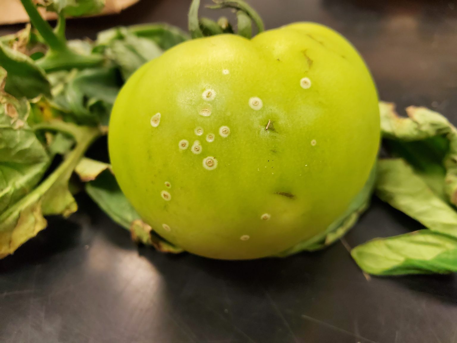 Diagnosing Important Diseases In Tomato – Reference Guide — Plant ...