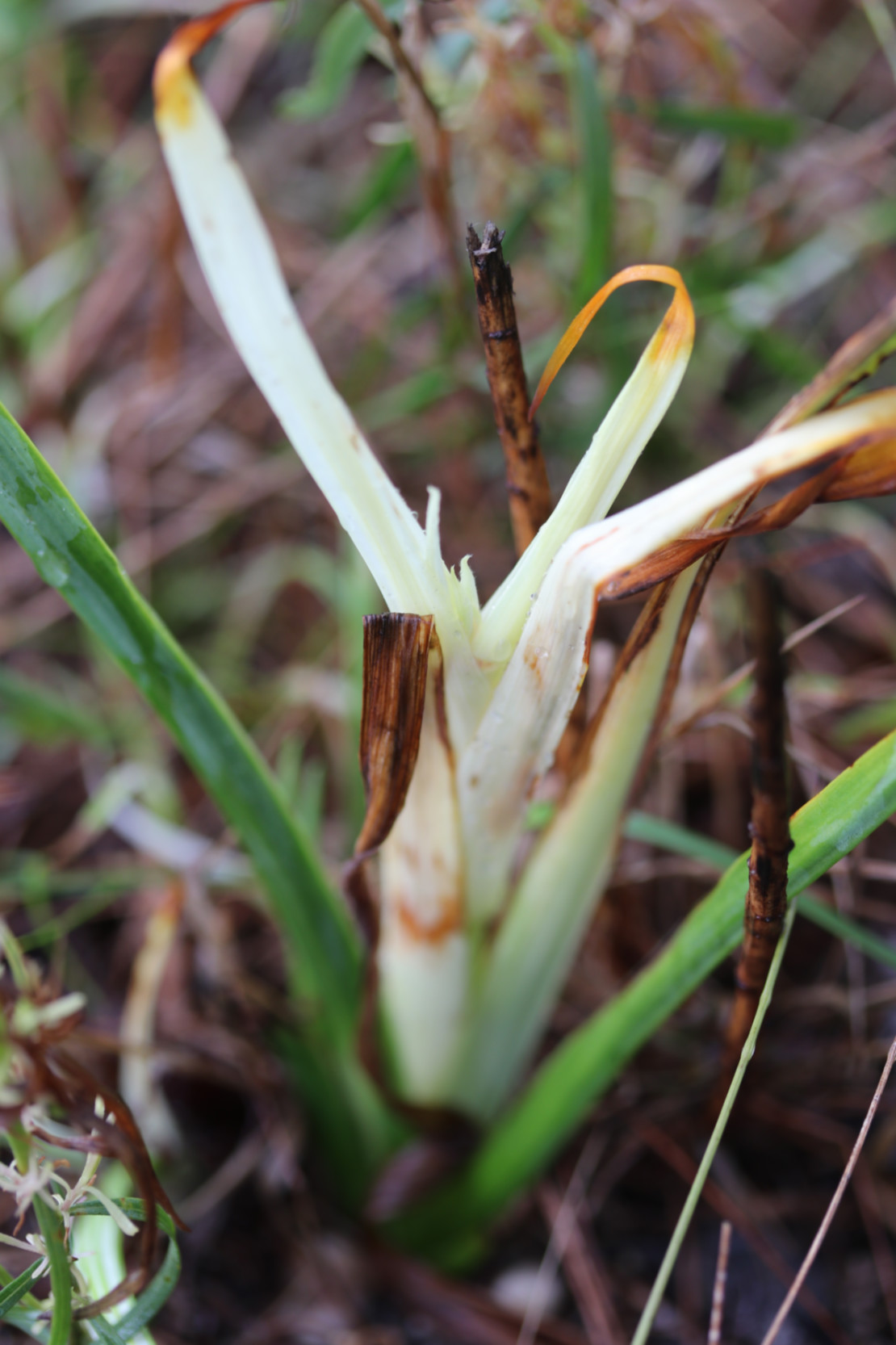Carolina redroot control in cranberry with Callisto® herbicide — Plant ...