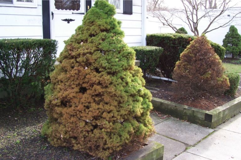 Nursery update; focus on warm season spider mites — Plant & Pest Advisory