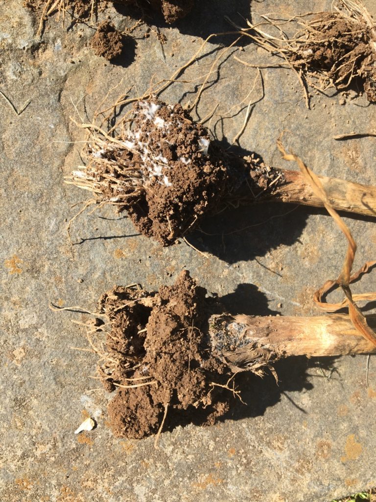 white mold Garlic — Plant & Pest Advisory