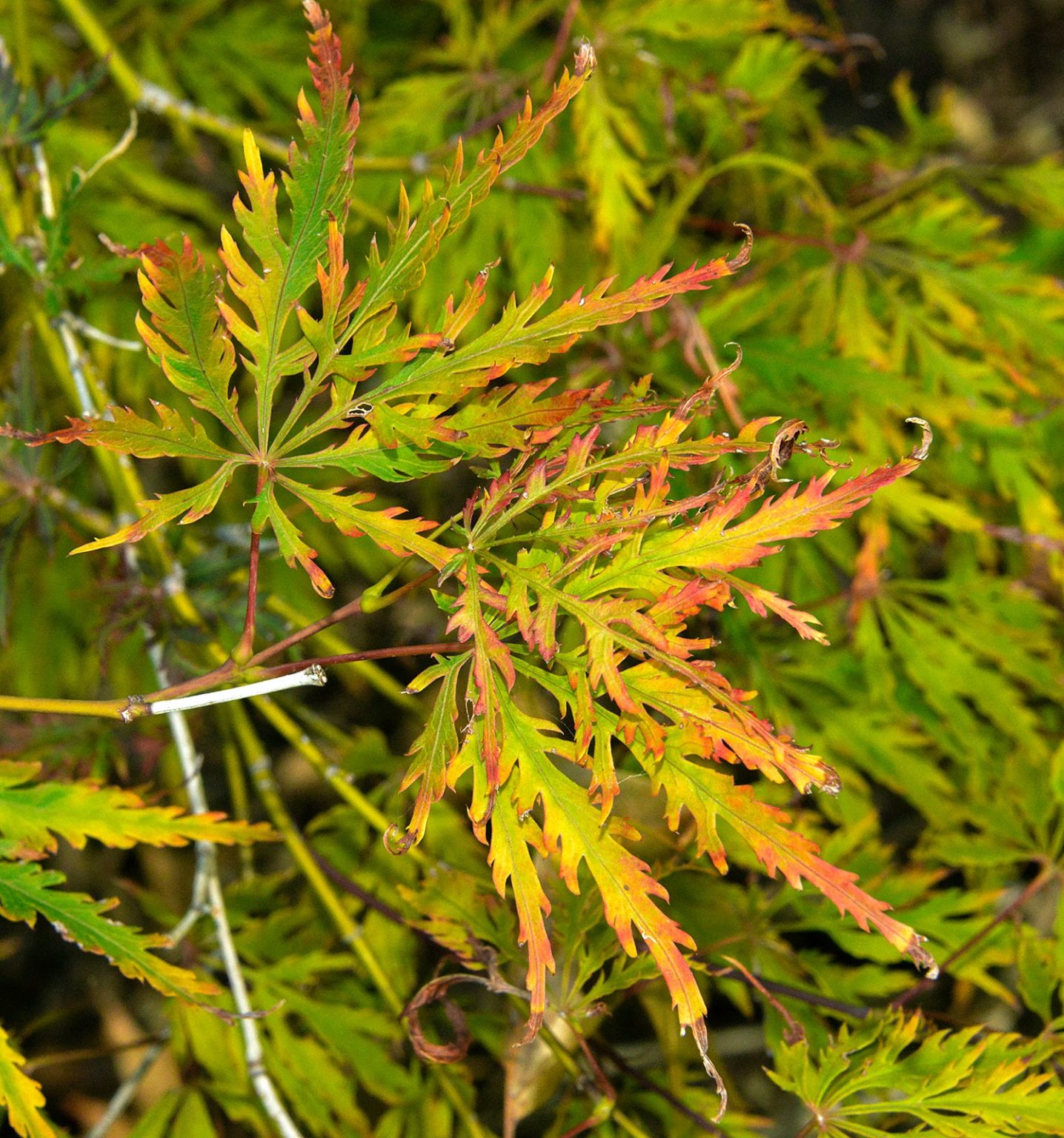 Managing Heat Stress in Nursery and Landscape Plants — Plant & Pest ...