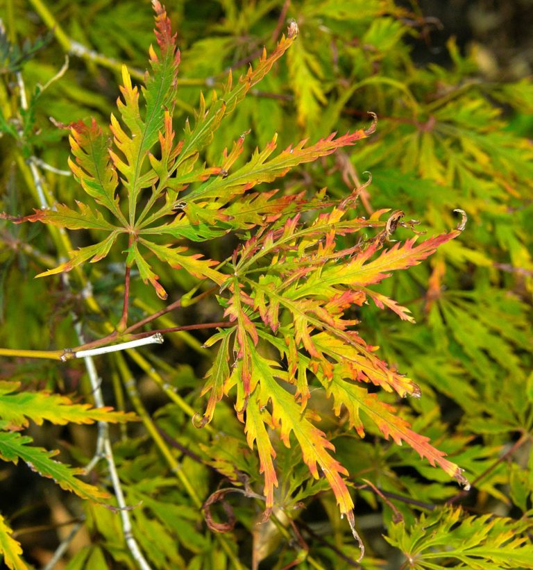 Managing Heat Stress in Nursery and Landscape Plants — Plant & Pest ...