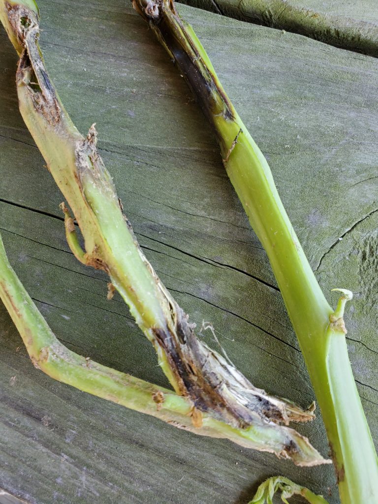 Aerial stem rot Potato — Plant & Pest Advisory