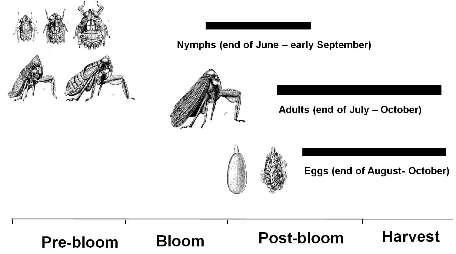 Cranberry Toad Bug Monitoring and Management — Plant & Pest Advisory