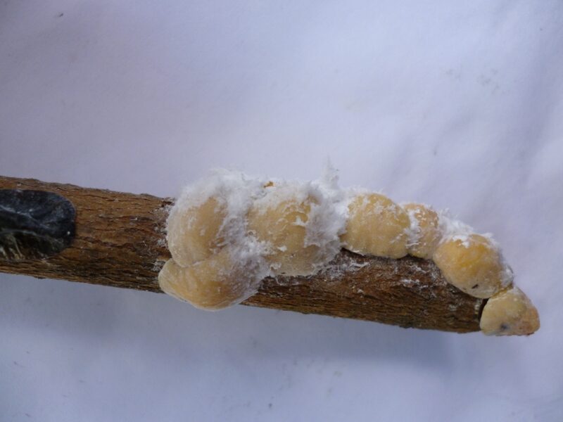 Early August Nursery Update (2nd generation scale hatch and boxwood ...