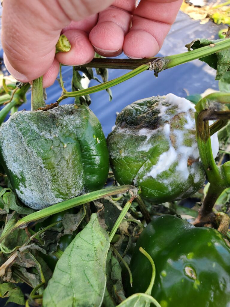 Phyto Pythium pepper fruit — Plant & Pest Advisory