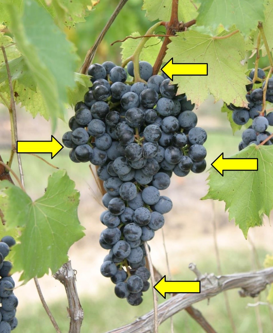 Wine Grape Harvest Timing Notes — Plant & Pest Advisory