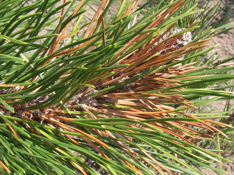 Diplodia Tip Blight: The Key to Infections is Found Within the Cones ...