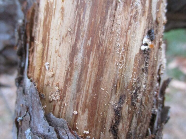 Diplodia Tip Blight: The Key to Infections is Found Within the Cones ...