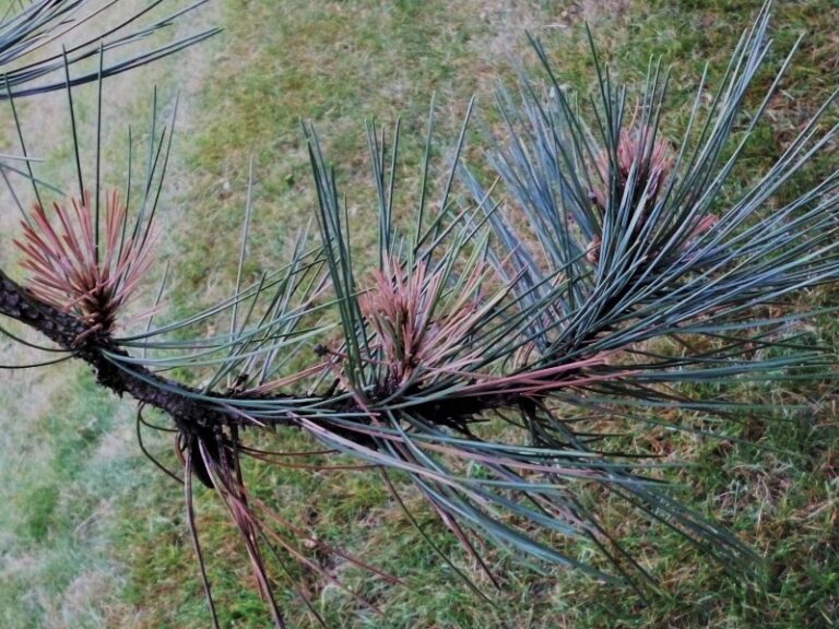 Diplodia Tip Blight: The Key to Infections is Found Within the Cones ...