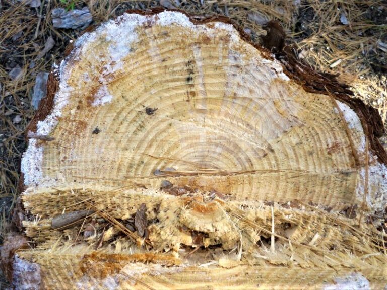 Diplodia Tip Blight: The Key to Infections is Found Within the Cones ...