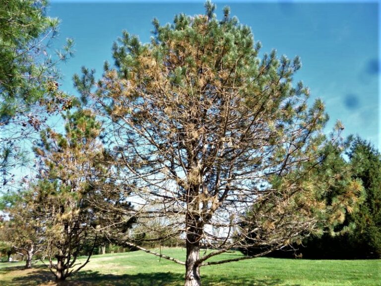 Diplodia Tip Blight: The Key to Infections is Found Within the Cones ...