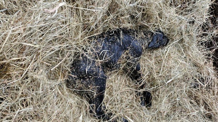 Dummy calf. Causes, preventative measures — Plant & Pest Advisory