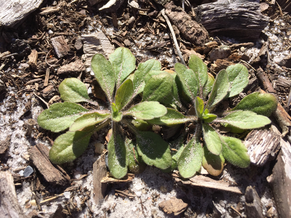 2021 Recommendations for Residual Weed Control in Established Blueberry ...