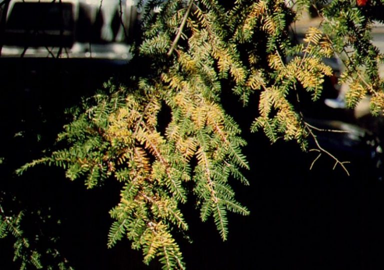 Landscape Pest Notes: Some Early Spring Insects/Mites — Plant & Pest ...