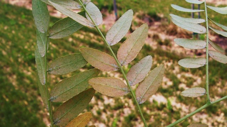 Landscape Pest Notes: Some Early Spring Insects/Mites — Plant & Pest ...