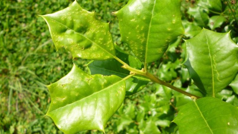 Landscape Pest Notes: Some Early Spring Insects/Mites — Plant & Pest ...