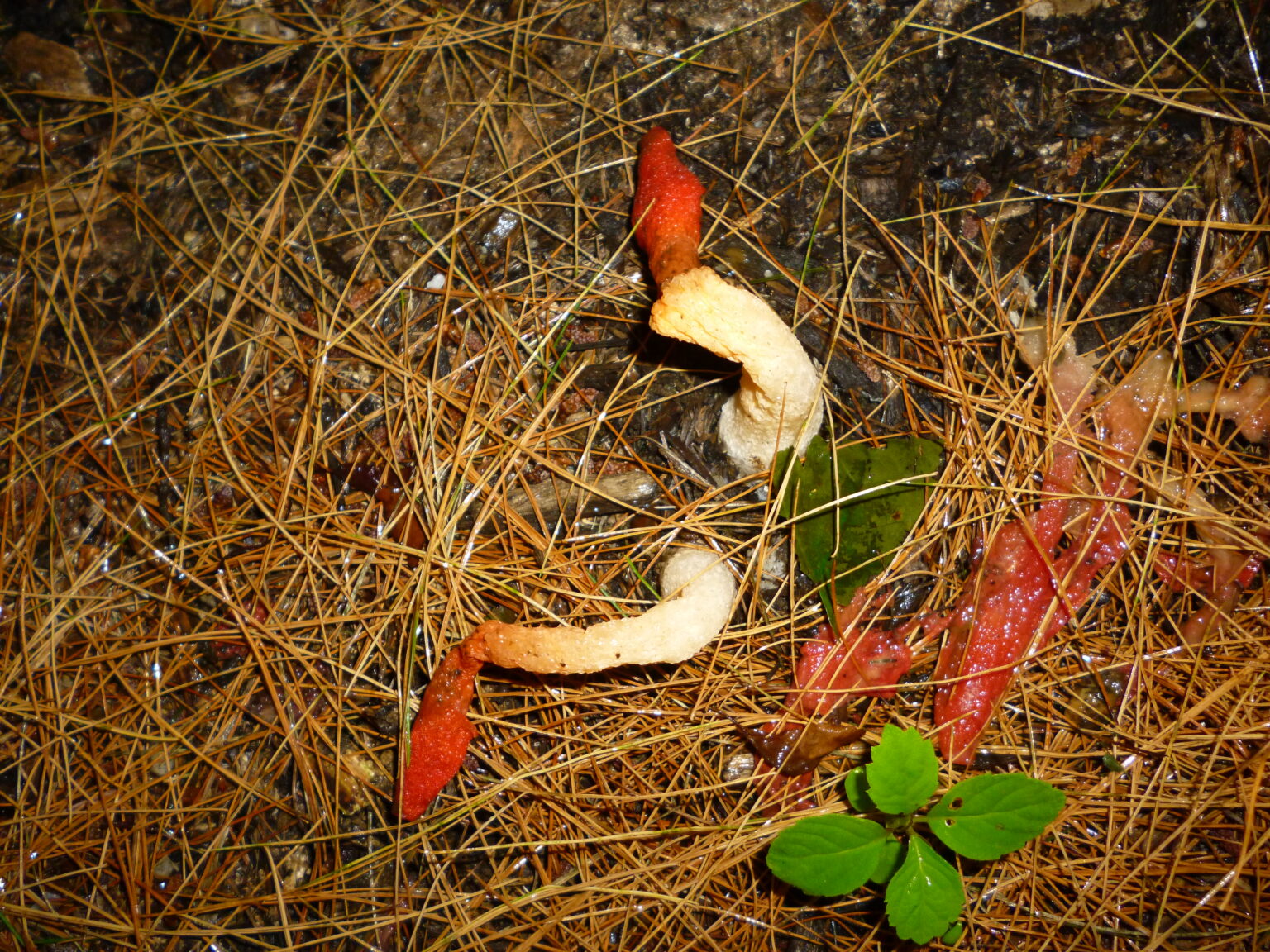 Control Of Nuisance Fungi In Landscape Mulch — Plant And Pest Advisory