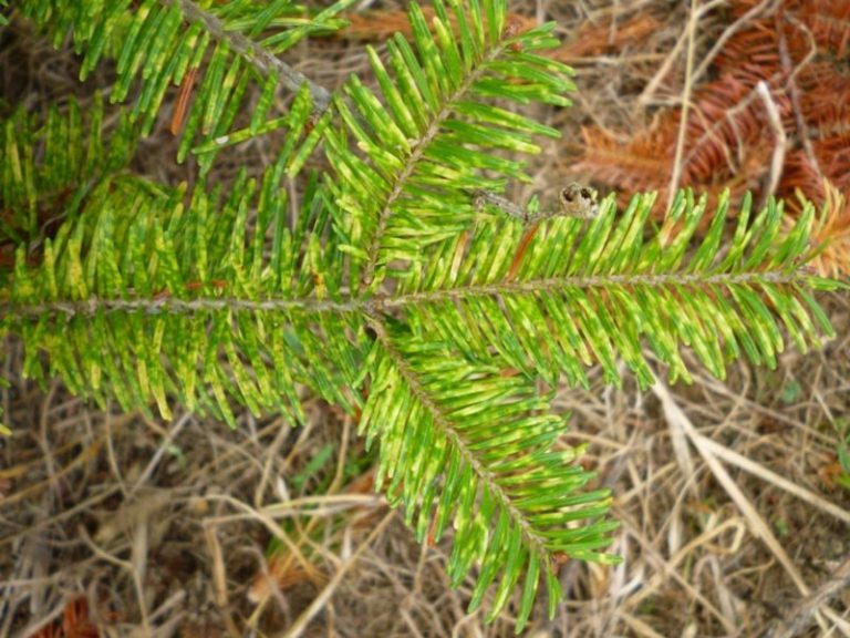 Some Key Armored Scales & Crawler Emergence — Plant & Pest Advisory