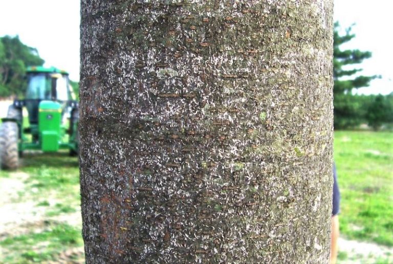 Some Key Armored Scales & Crawler Emergence — Plant & Pest Advisory
