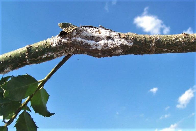 Some Key Armored Scales & Crawler Emergence — Plant & Pest Advisory