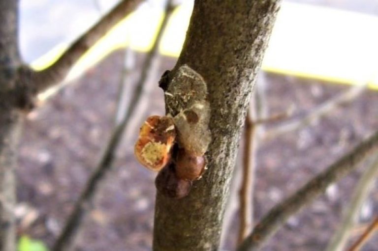 Some Key Armored Scales & Crawler Emergence — Plant & Pest Advisory