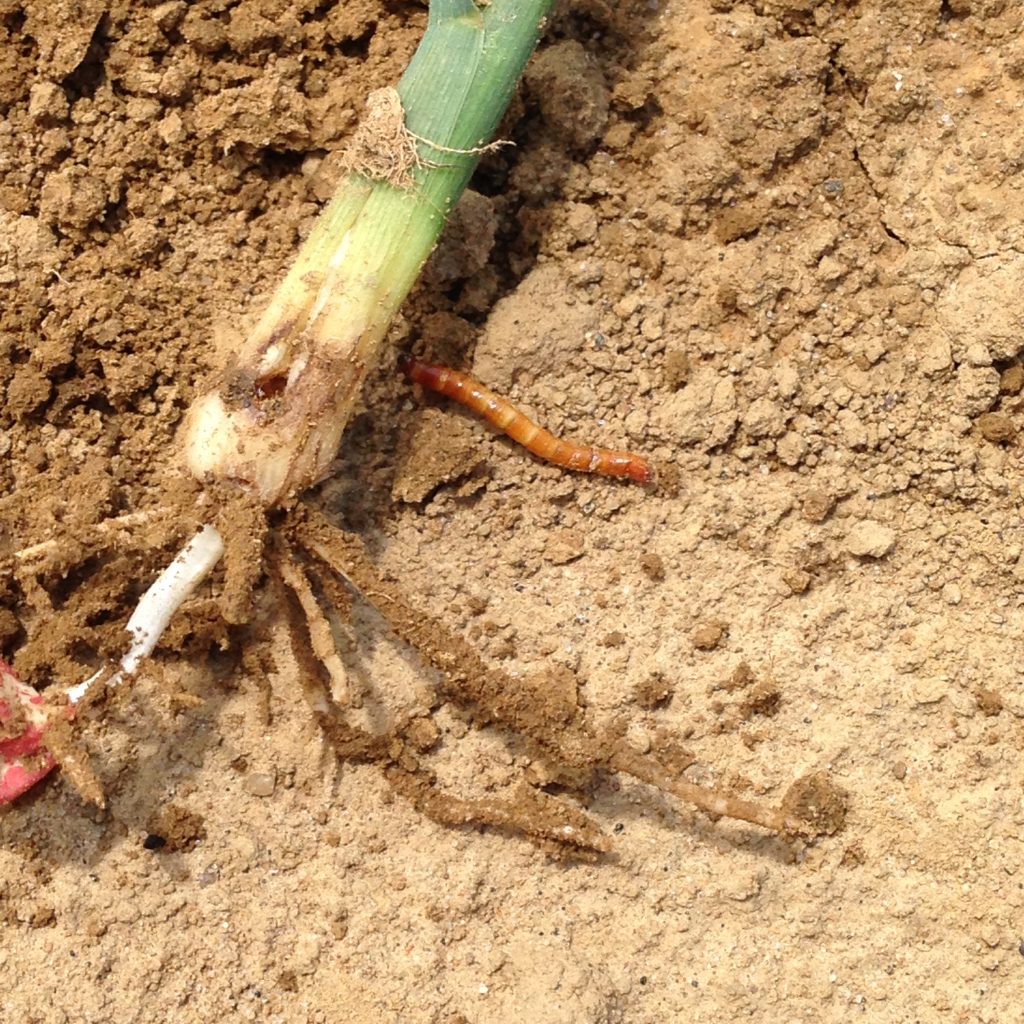 IPM Update 5/05/21 — Plant & Pest Advisory