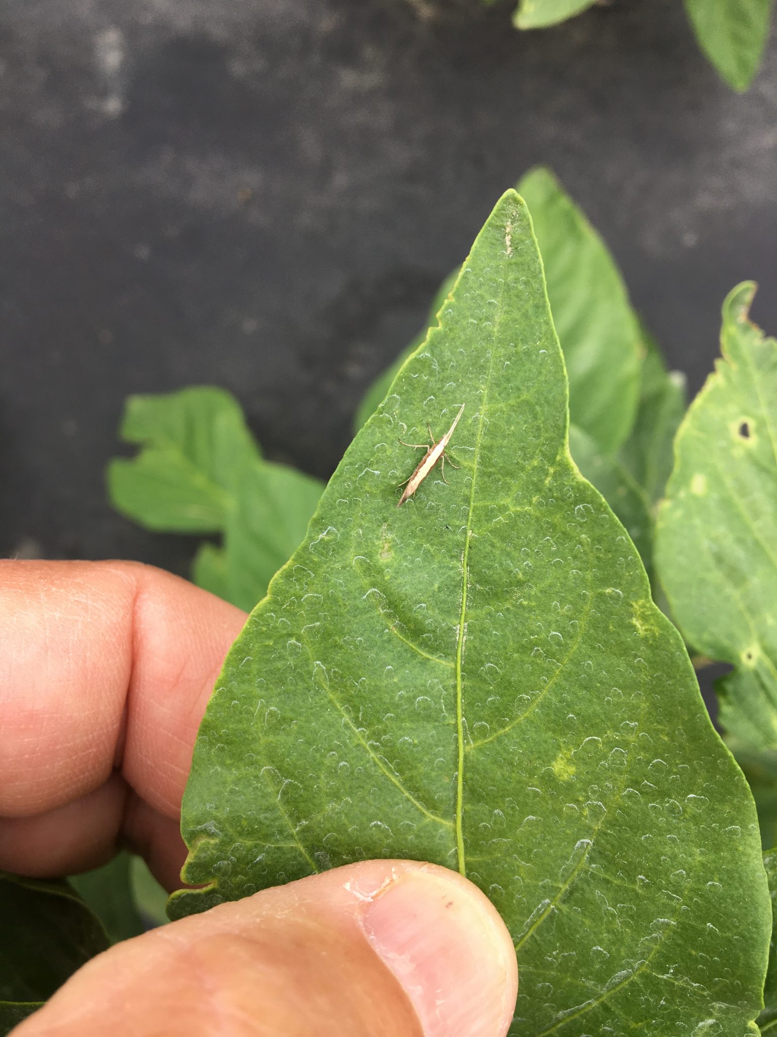 DBM adult — Plant & Pest Advisory