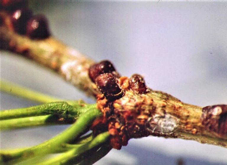 Some Key Soft Scale Pests in the Landscape — Plant & Pest Advisory