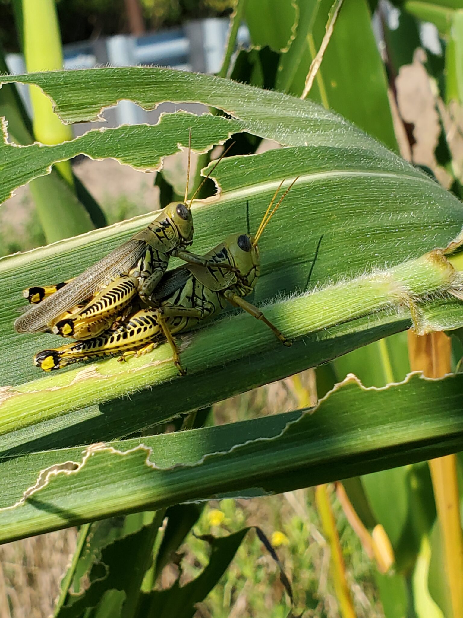 Grasshopper damage increasing in soybeans and corn — Plant & Pest Advisory