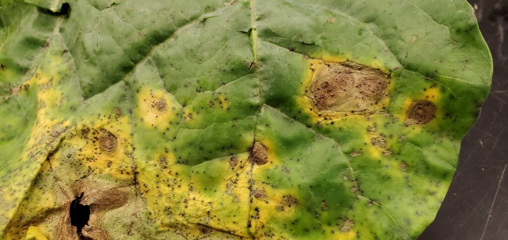 Alternaria leaf spot — Plant & Pest Advisory