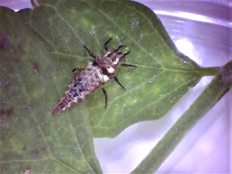 Weather Effects on Plants & Insect-Mite Pests — Plant & Pest Advisory