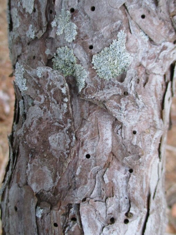 Weather Effects on Plants & Insect-Mite Pests — Plant & Pest Advisory