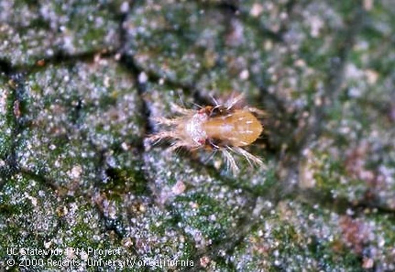 Weather Effects on Plants & Insect-Mite Pests — Plant & Pest Advisory