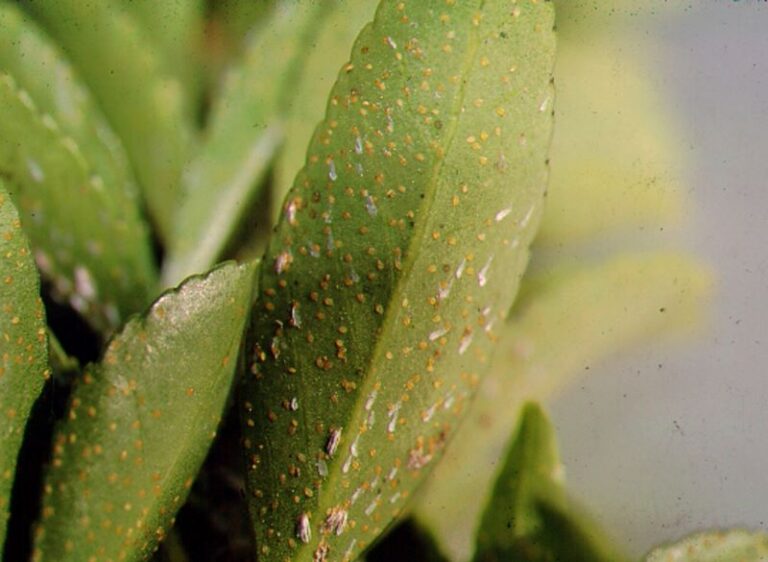 Weather Effects on Plants & Insect-Mite Pests — Plant & Pest Advisory