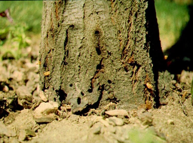 Identifying Clearwing Moth Borers in Pheromone Traps — Plant & Pest ...