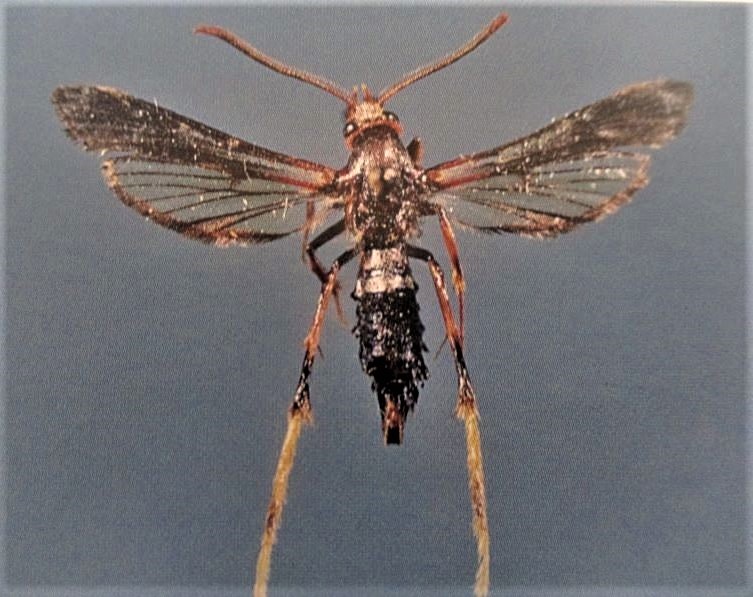 Identifying Clearwing Moth Borers in Pheromone Traps — Plant & Pest ...