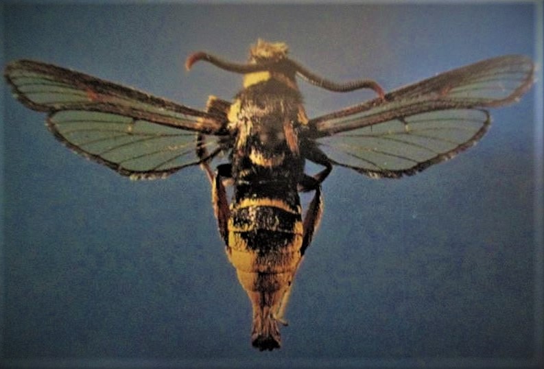 Identifying Clearwing Moth Borers in Pheromone Traps — Plant & Pest ...