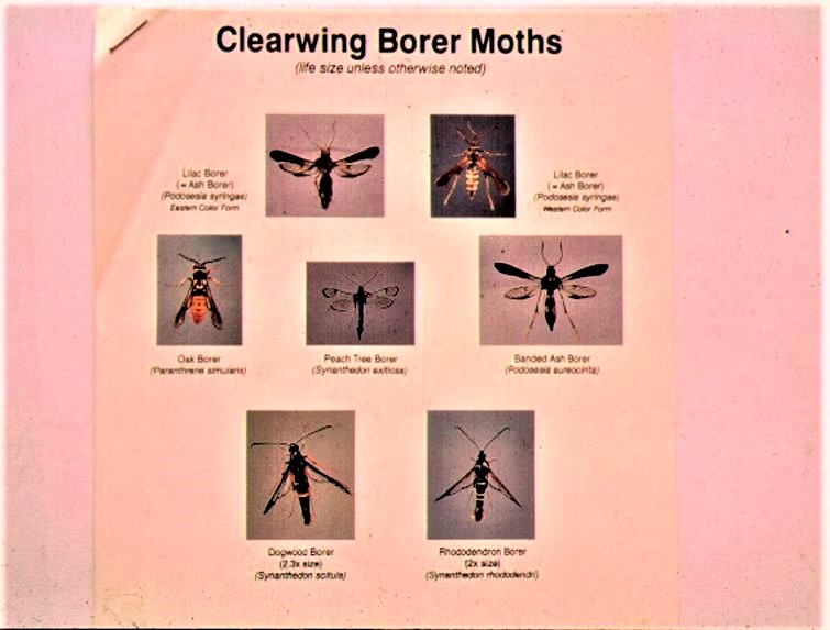 Identifying Clearwing Moth Borers in Pheromone Traps — Plant & Pest ...
