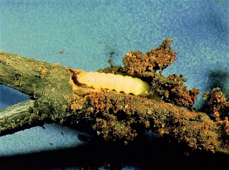 Identifying Clearwing Moth Borers in Pheromone Traps — Plant & Pest ...