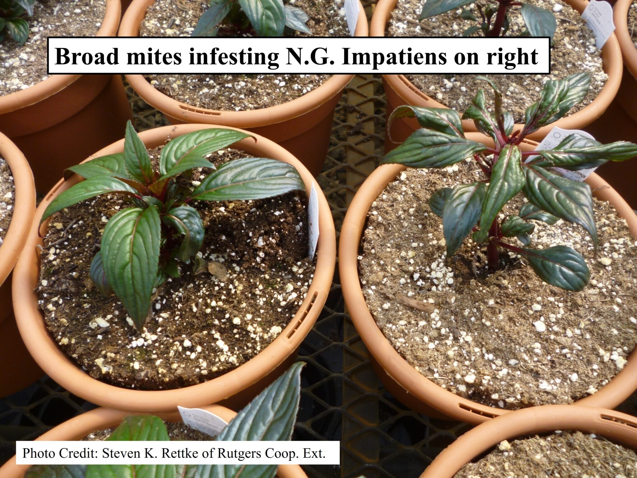 Scouting for Broad Mites in the Greenhouse — Plant & Pest Advisory