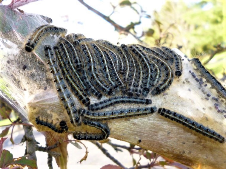 Questioning the Plant Stress Hypothesis — Plant & Pest Advisory