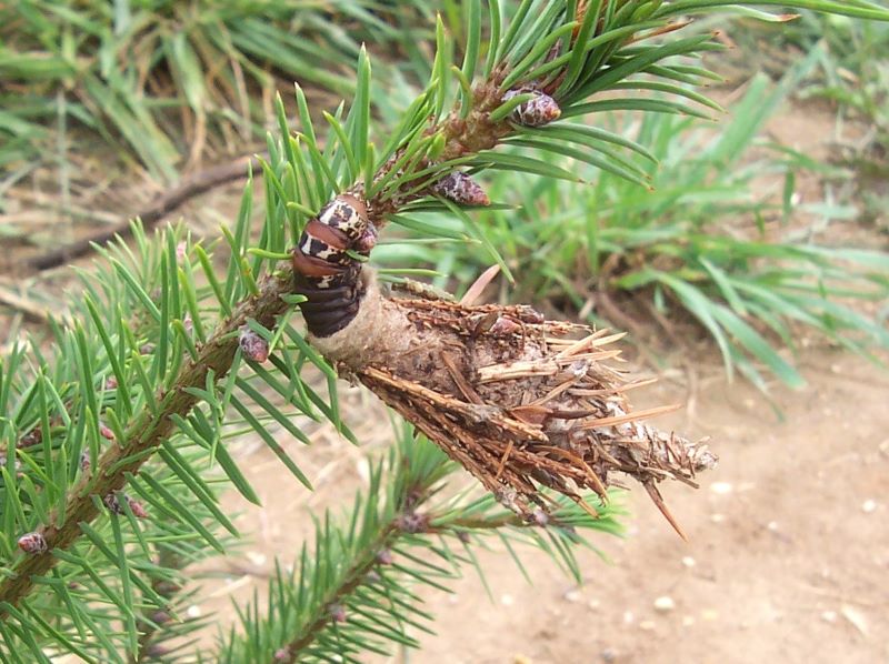 Questioning the Plant Stress Hypothesis — Plant & Pest Advisory