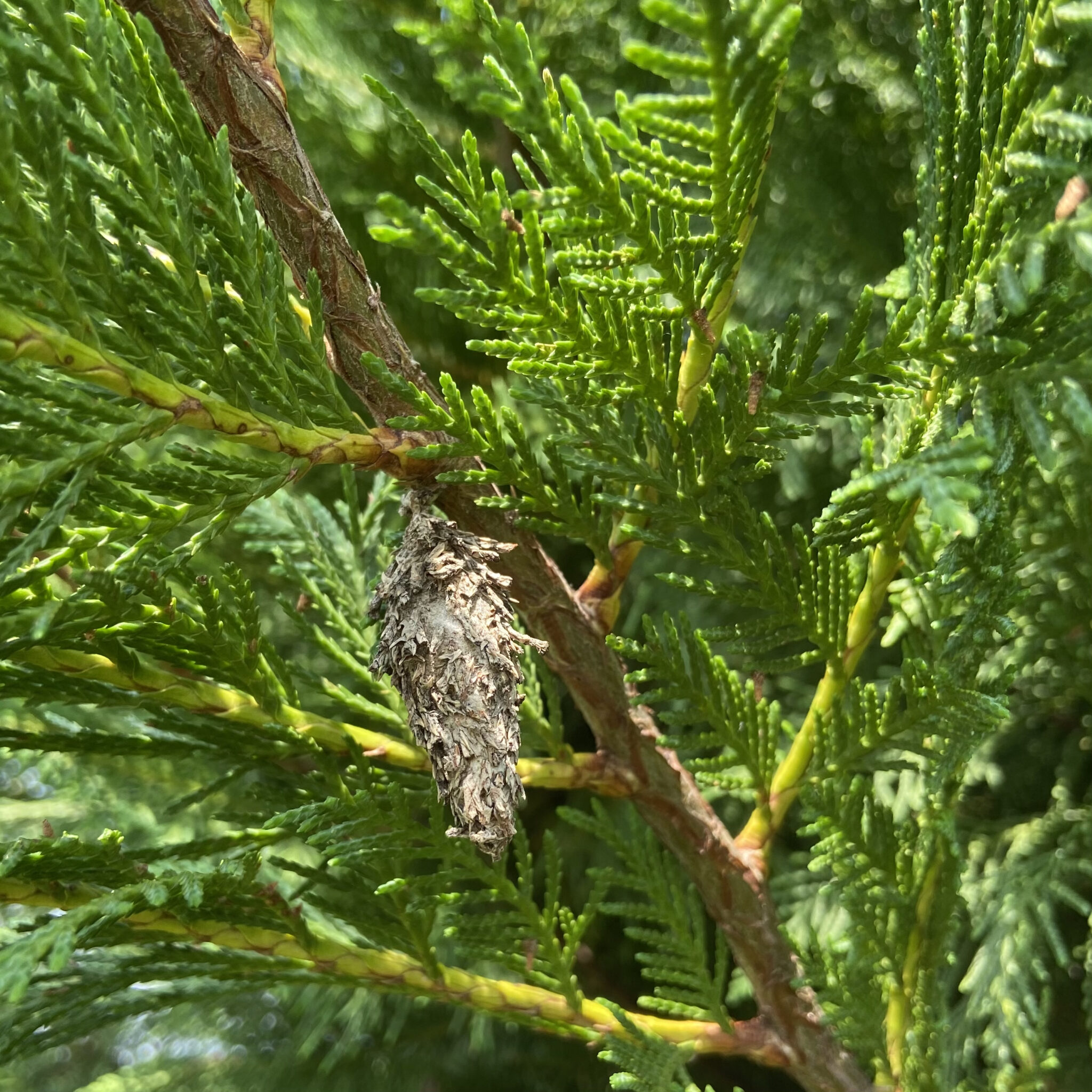 Bagworm hatch & Boxwood Blight potential now through Friday — Plant ...