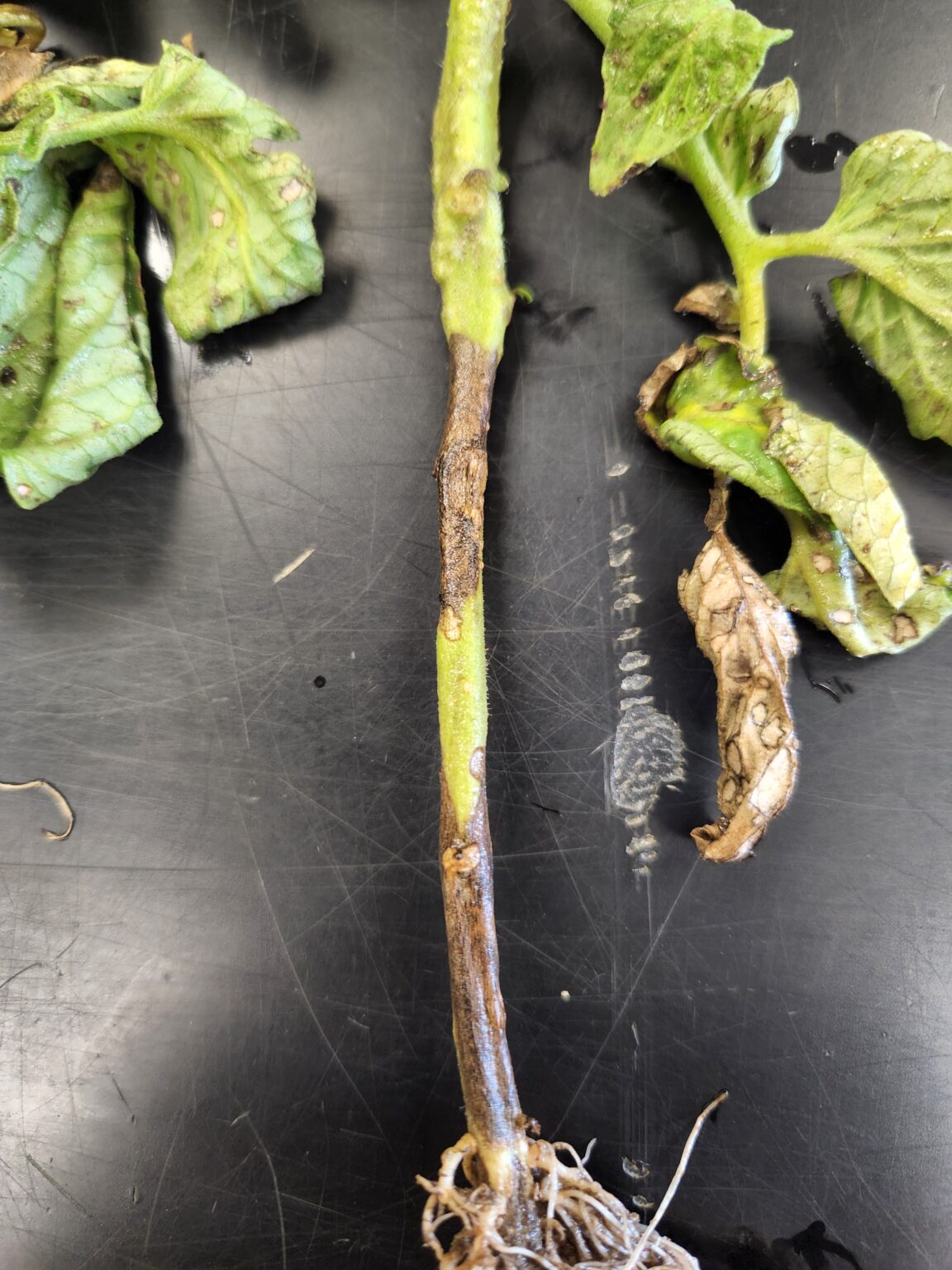 Alternaria Stem Rot Tomato2 — Plant And Pest Advisory