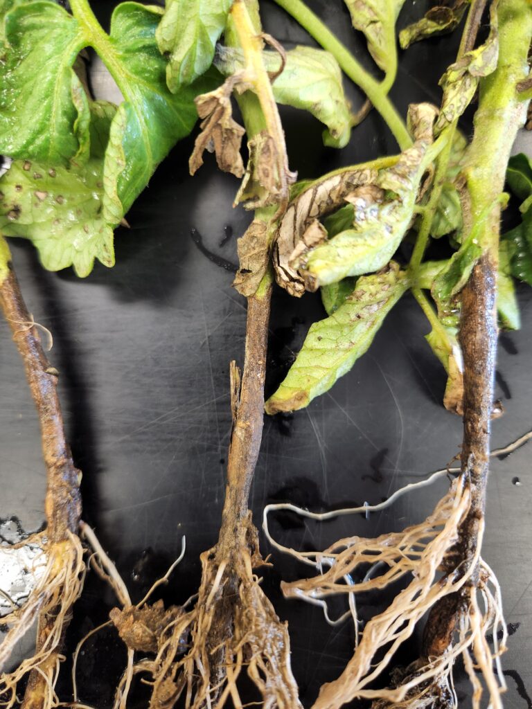 Alternaria Stem Rot (Collar rot) of Tomato — Plant & Pest Advisory