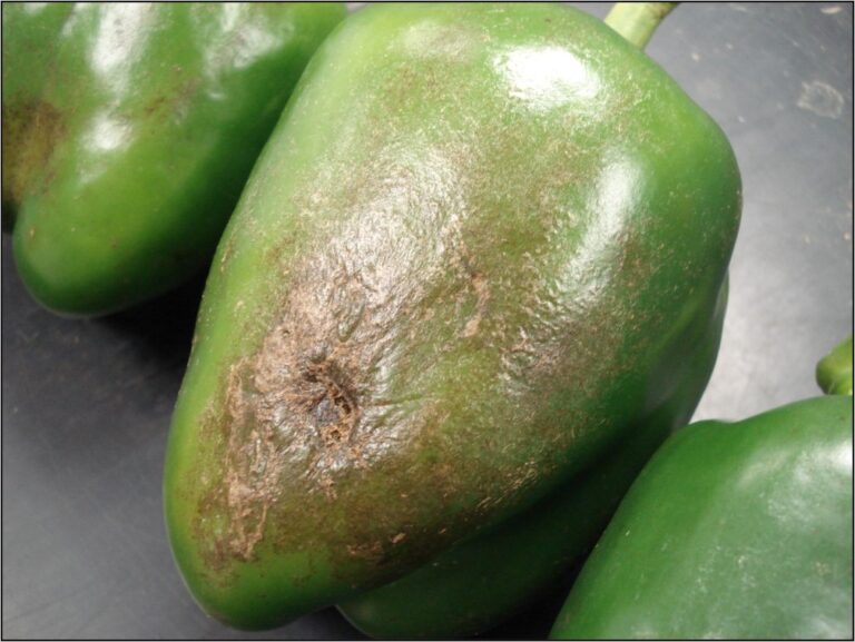 Edema pepper fruit — Plant & Pest Advisory