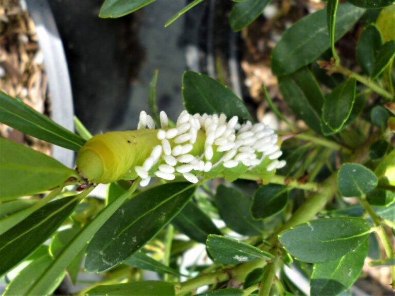 Parasitoids: The Hidden Backyard Beneficials — Plant & Pest Advisory