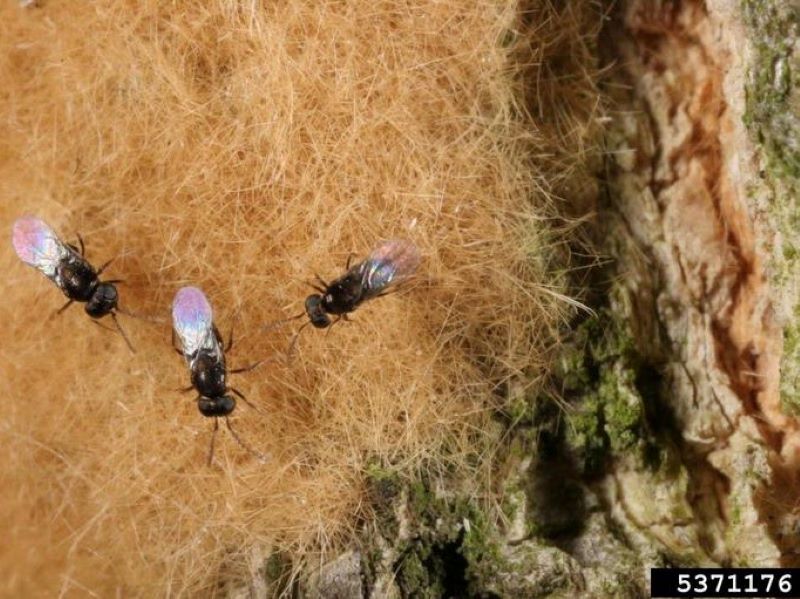 Parasitoids: The Hidden Backyard Beneficials — Plant & Pest Advisory