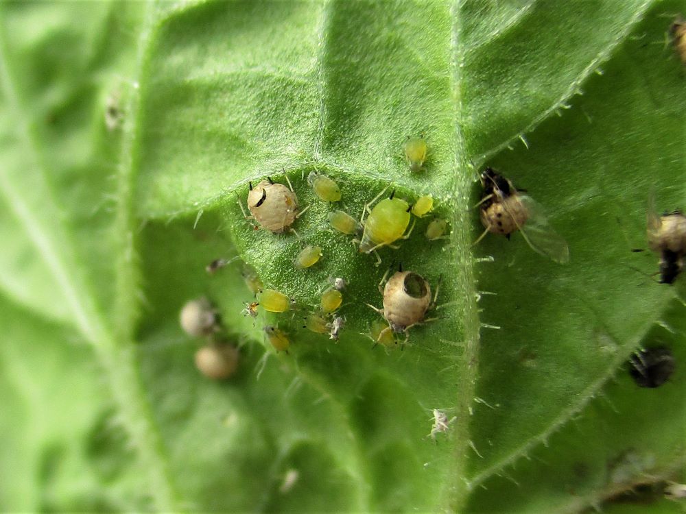 Parasitoids: The Hidden Backyard Beneficials — Plant & Pest Advisory